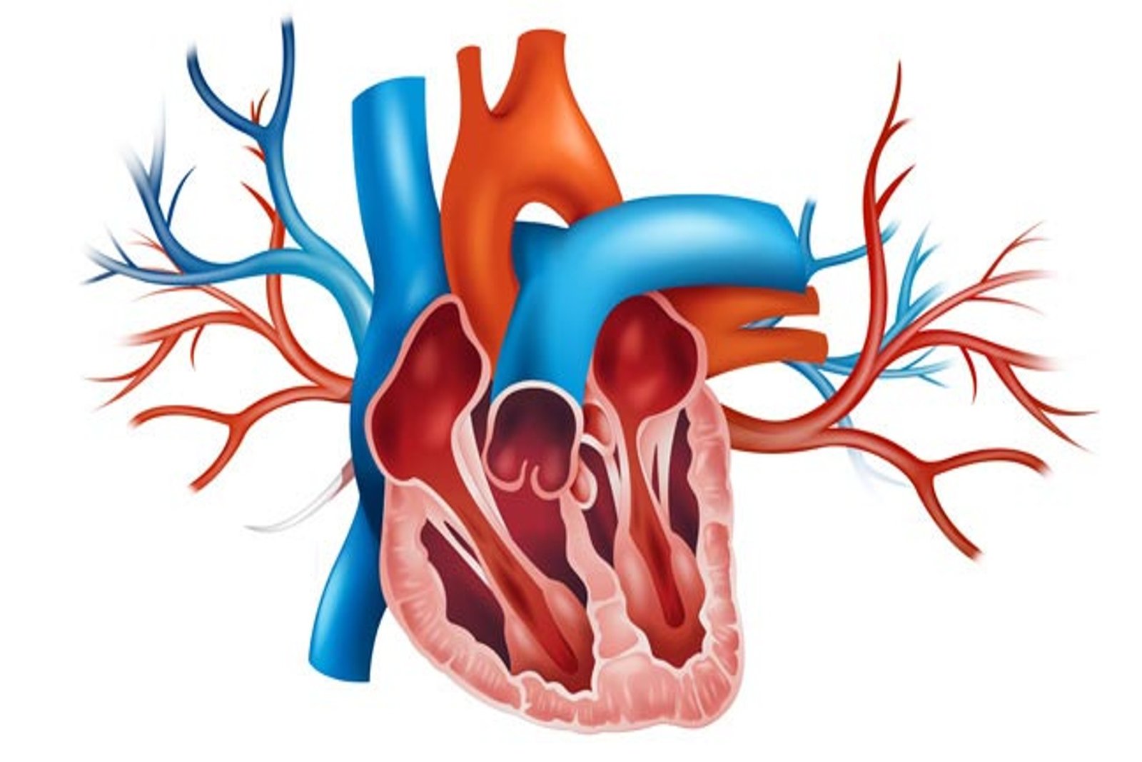 How Nicotine Affects You And Your Heart - The Ultra Geeks